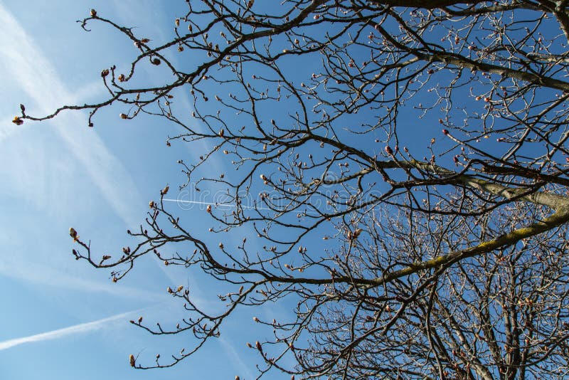 First buds of spring stock photo. Image of mont, filet - 39265602