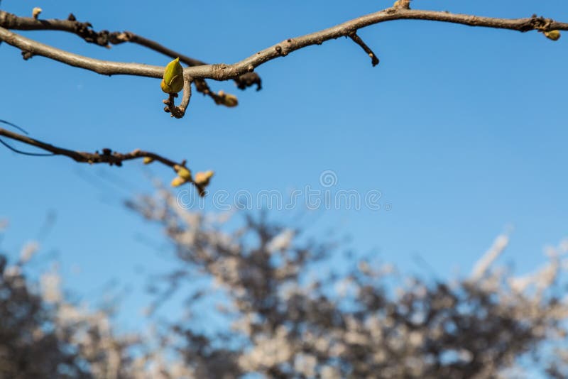 First buds of spring stock image. Image of spring, branch - 39745911