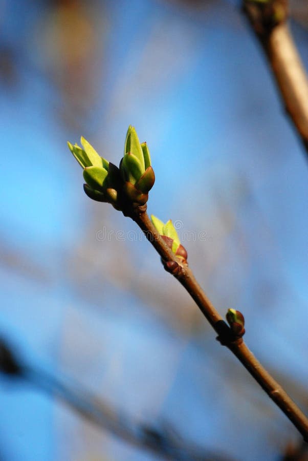 First buds stock image. Image of awakening, grow, brunch - 270175223