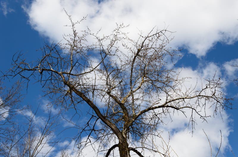 First Buds on a Tree in Early Spring on a Background of Blue Sky with ...
