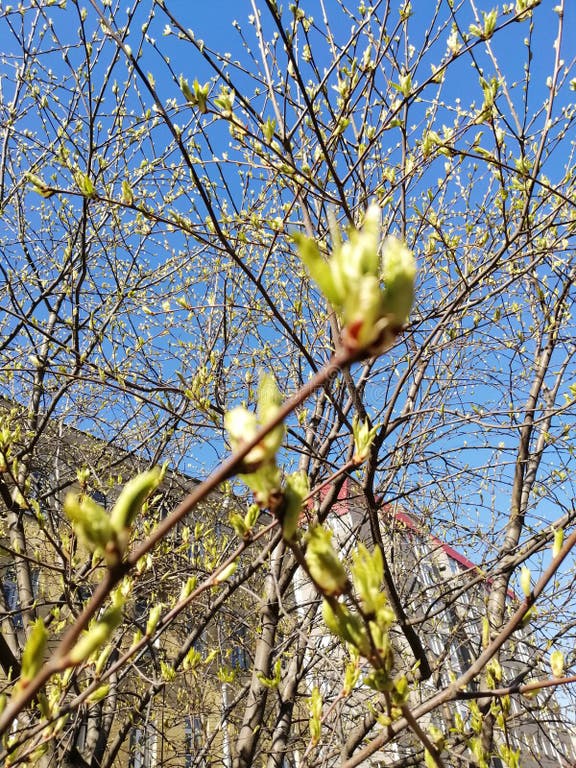 The first buds on trees stock photo. Image of growth - 145088848