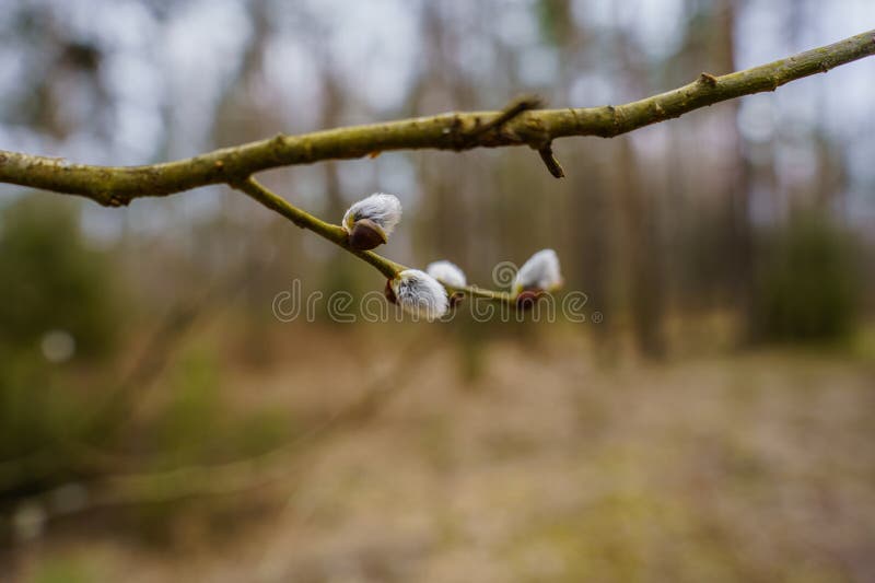 First Buds of Willow in Early Spring Stock Photo - Image of sunlight ...