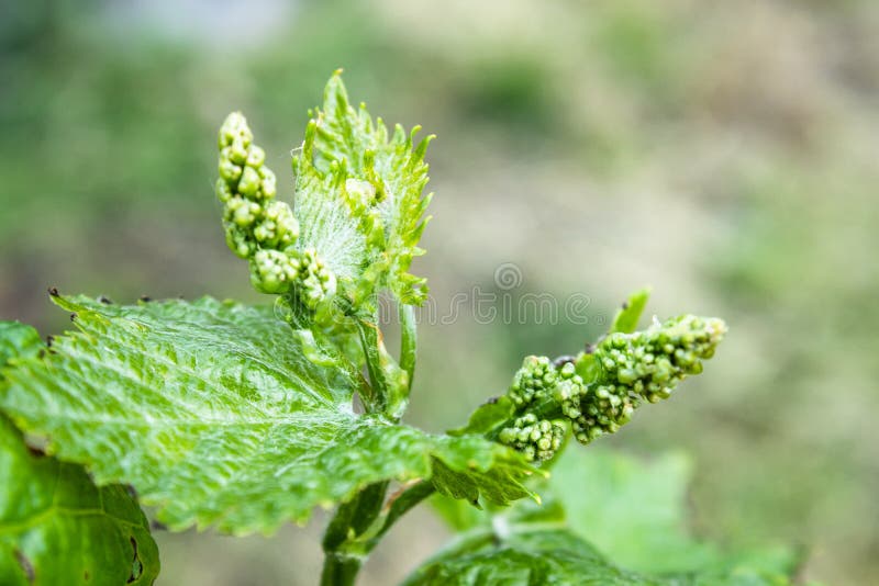 The First Bunches of Grape Flowers in Spring Stock Photo - Image of ...