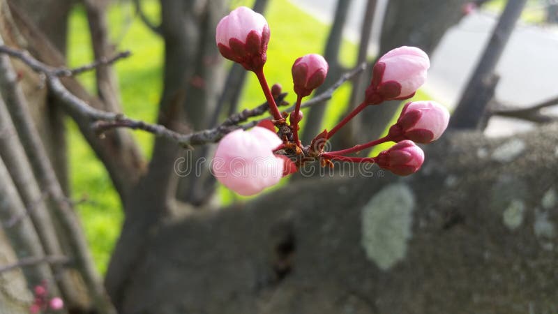 Spring has sprung stock photo. Image of blossom, cherry - 103108986