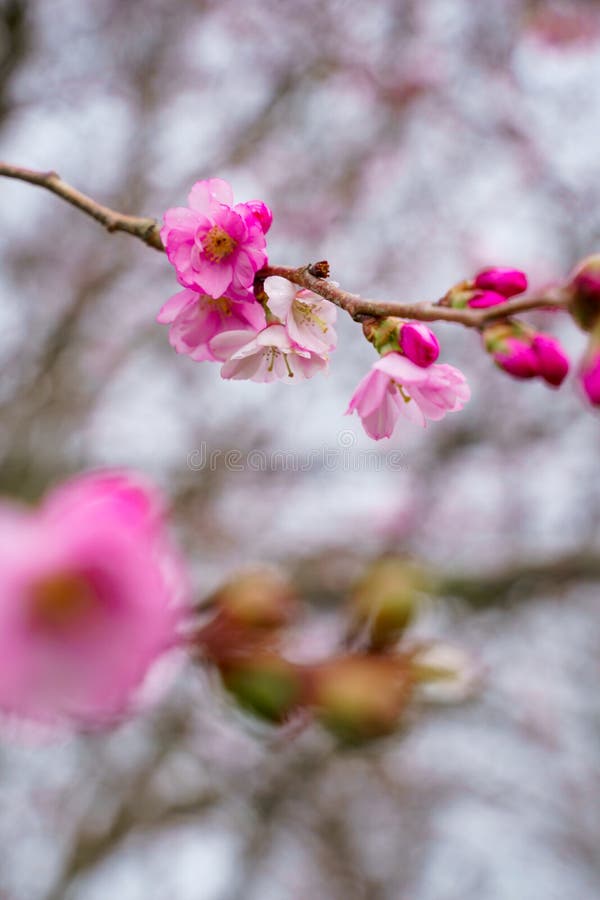 First Cherry Blossom in Spring Time Stock Photo - Image of white ...
