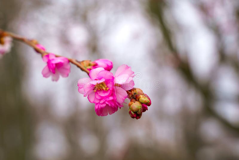 First Cherry Blossom in Spring Time Stock Photo - Image of freshness ...