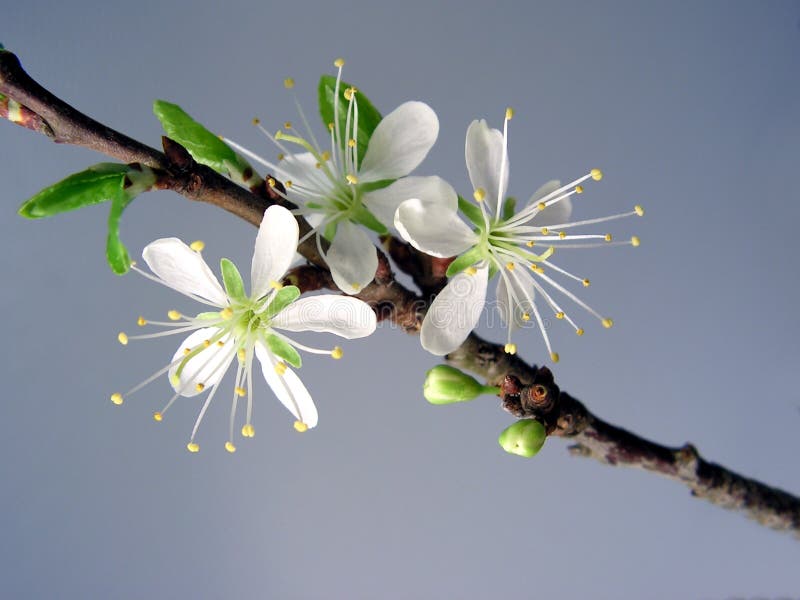 First cherry blossoms stock image. Image of petal, outdoor - 607407