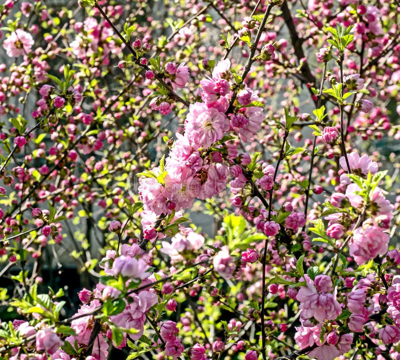 First Cherry Blossoms Bloomed in the Garden Stock Image - Image of ...