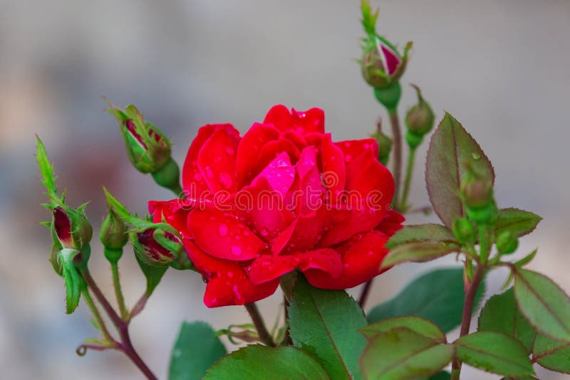 The First Cherry Red Rose Bloom of the Season Stock Image - Image of ...