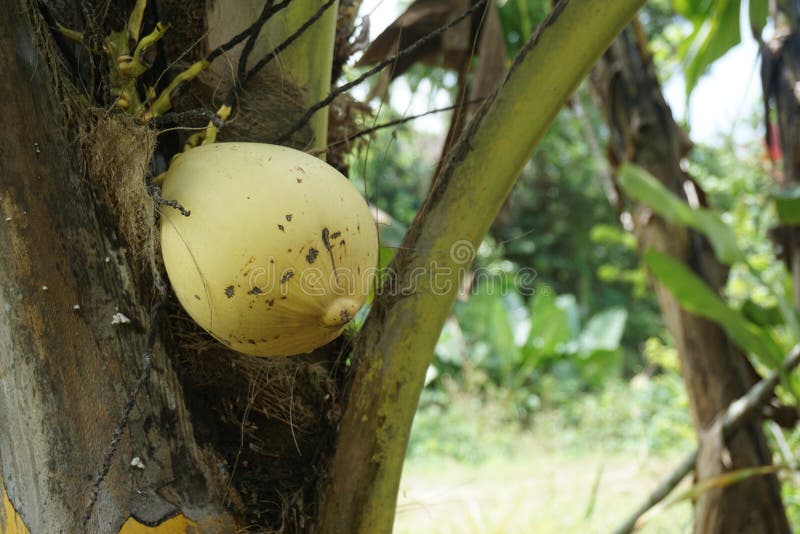First Coconut of the Coconut Tree Stock Photo - Image of juice, nature ...