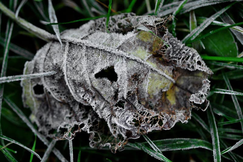 First cold on leaves stock image. Image of macro, park - 21697651