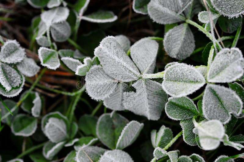 First cold on leaves stock photo. Image of garden, leaf - 21697654