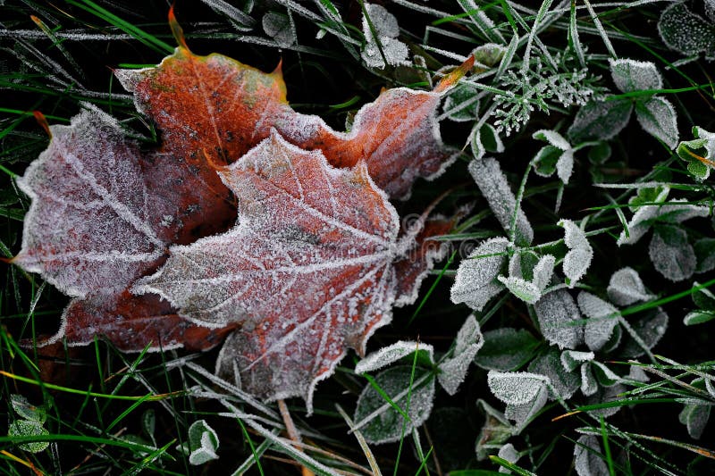 First cold on leaves stock photo. Image of colors, green - 21697656