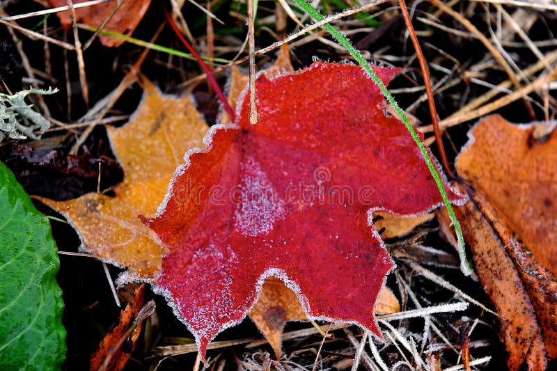 First cold on leaves stock photo. Image of nature, green - 21697676