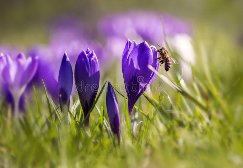 First collecting. stock image. Image of honey, nature - 103345347