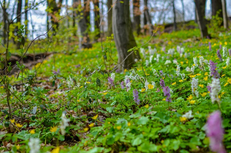 The First Colorful Spring Flowers in Wood Stock Image - Image of fresh ...