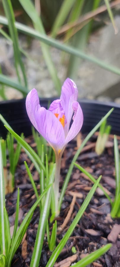 First Crocus Flower of Spring Stock Photo - Image of spring, crocus ...