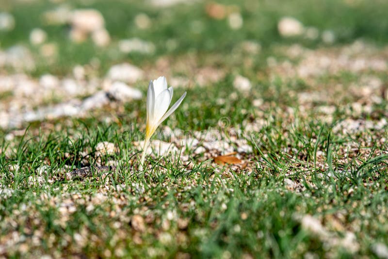 First Crocus Flower among Young Grass Stock Photo - Image of blossom ...