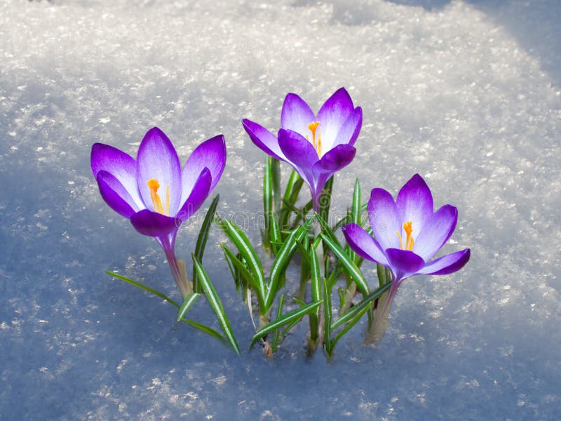 First crocus flowers stock photo. Image of grass, meadow - 49143726