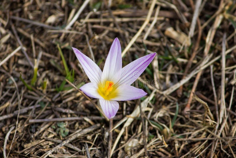 The First Crocus Flowers in the Snow Stock Image - Image of early ...