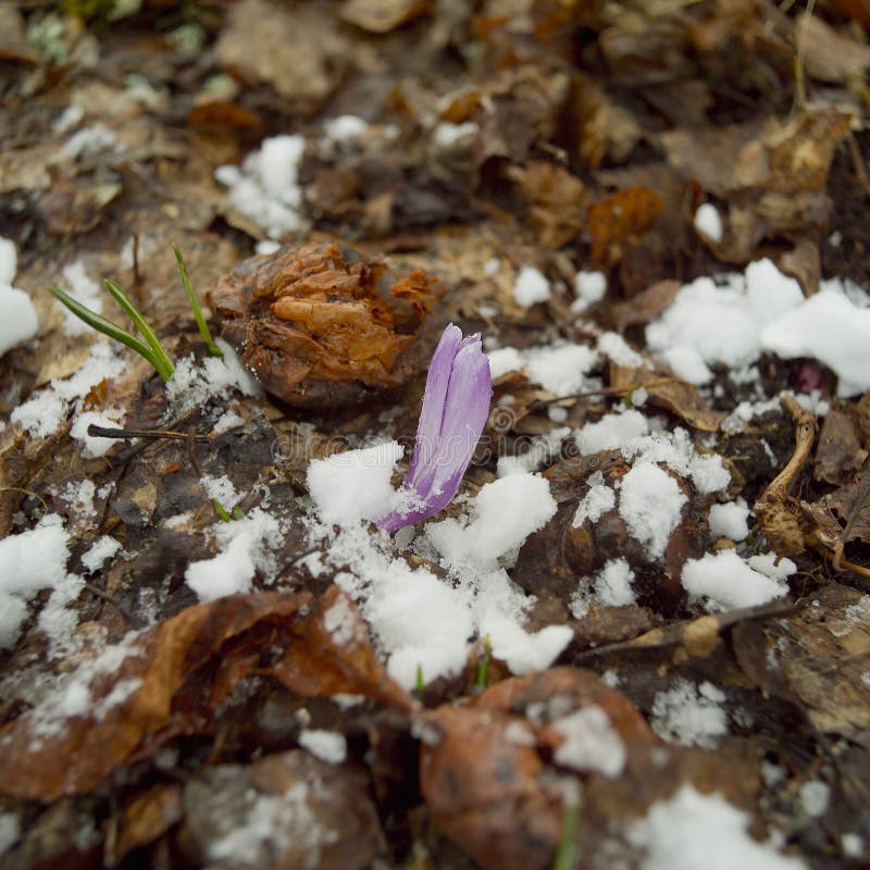 First crocus and snow stock photo. Image of spring, crocus - 144881050