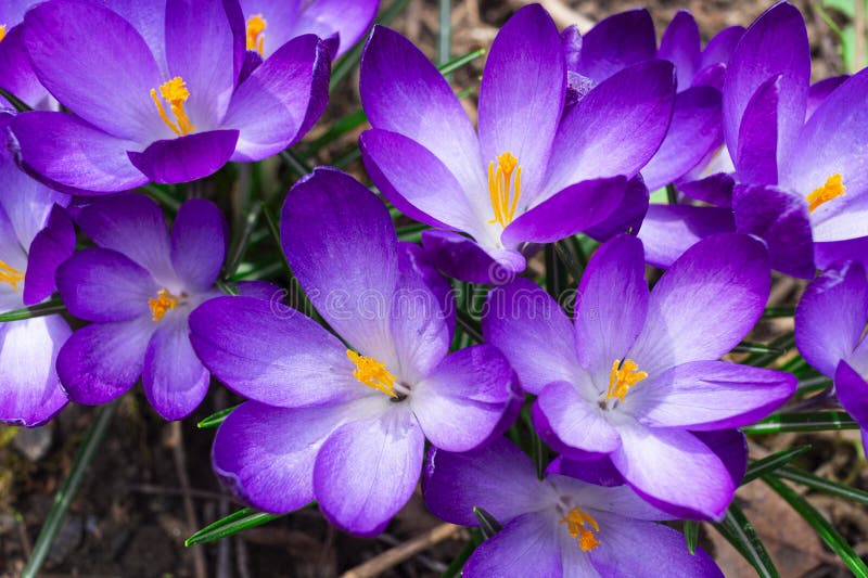 First Crocus Speciosus Flowers Close Up Green Grass Spring Stock Photos ...
