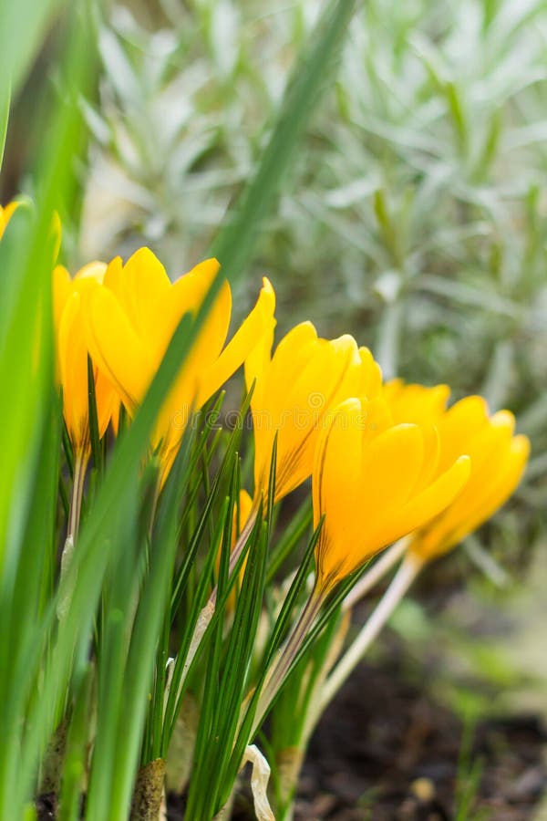 The first crocus stock photo. Image of yellow, earth - 68856802