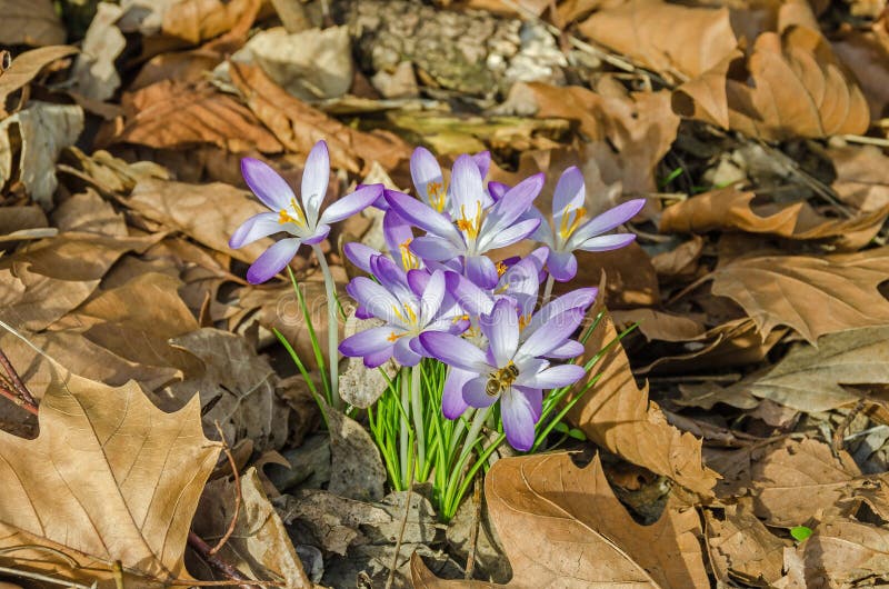 First Crocuses Blossomed Out Stock Photo - Image of flower, seasonal ...