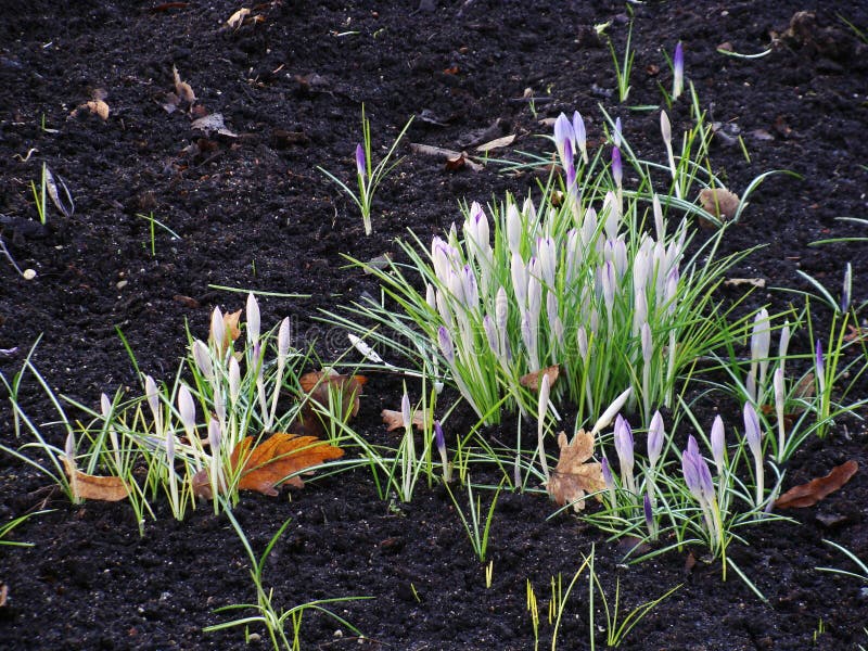 First crocuses stock photo. Image of spring, grow, soil - 169386934