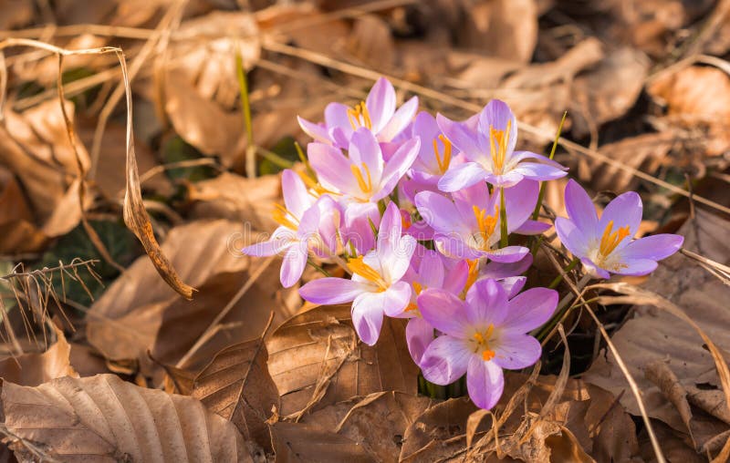 First Crocuses in Foliage in Forest. Stock Photo - Image of crocuses ...