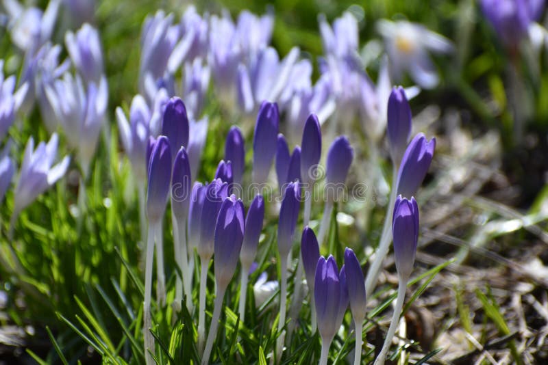 The First Crocuses in Spring Stock Photo - Image of crocuses ...