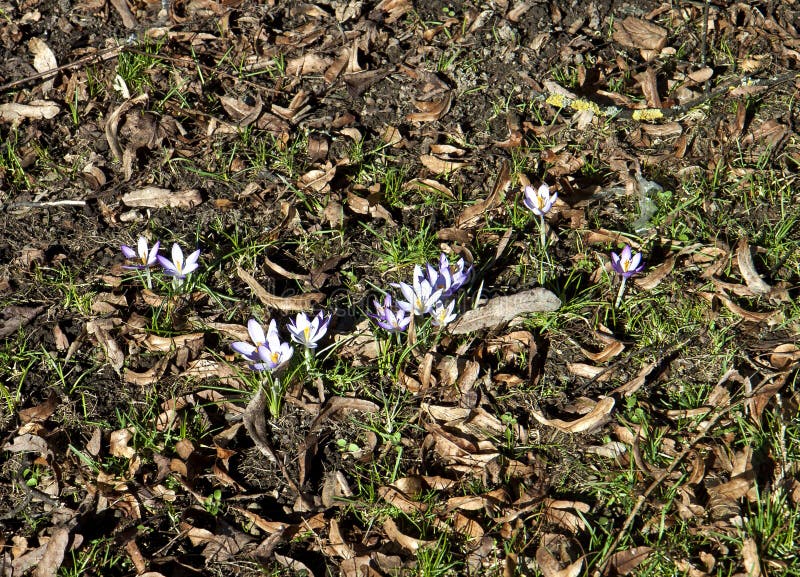 First Crocuses of Spring on the Ground Stock Image - Image of meadow ...