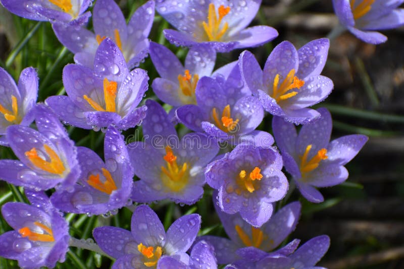 The First Crocuses in Spring Stock Image - Image of canada, snowy ...