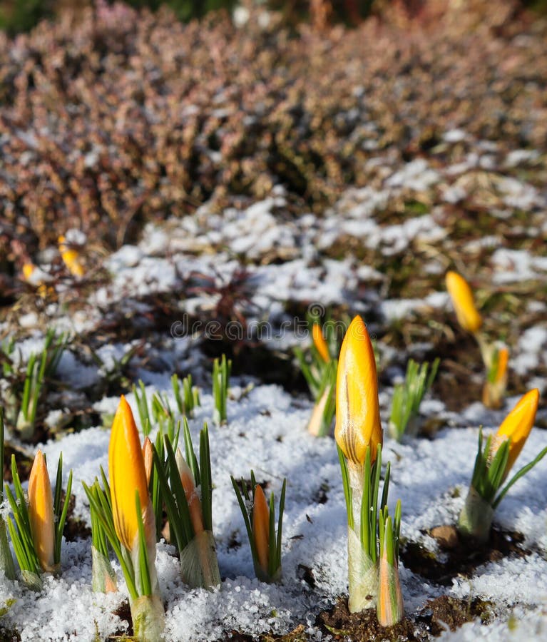 The First Crocuses from Under the Snow in the Spring Garden Stock Image ...