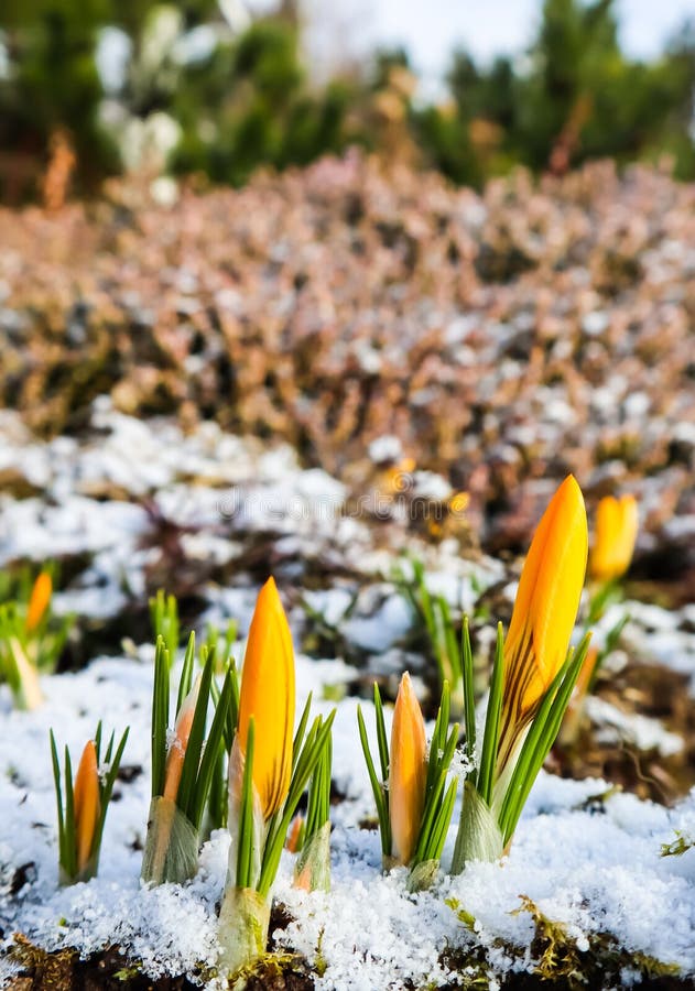 The First Crocuses from Under the Snow in the Spring Garden Stock Photo ...