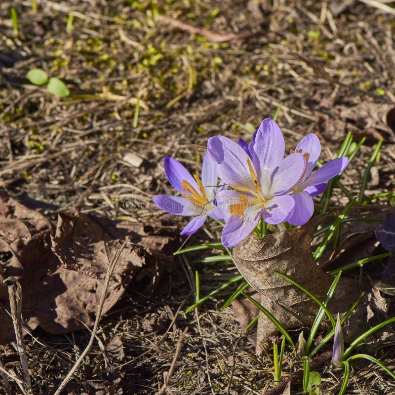 The First Crocuses a Year that Break through the Dry Soil Stock Image ...
