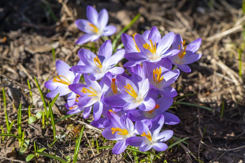 First Crocuses a Year that Break through the Dry Soil and Whose Flowers ...