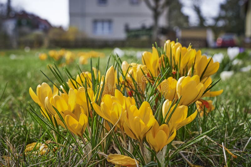 The First Crocuses a Year that Break through the Grass Stock Image ...