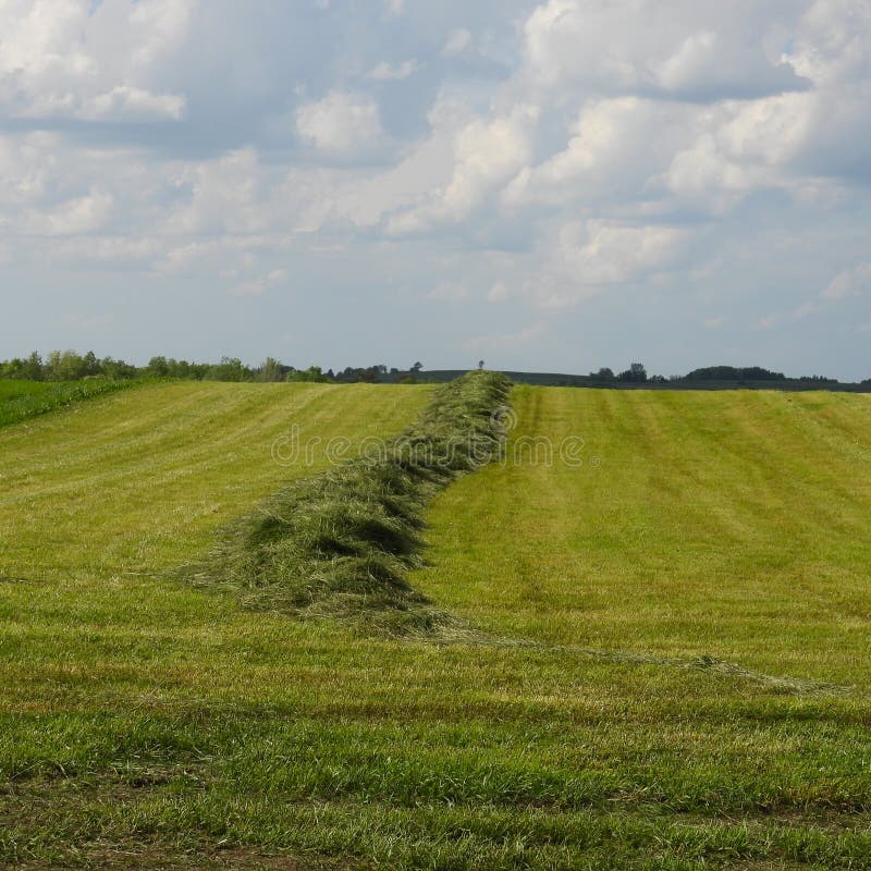 First Cutting Hay Field in NYS Farmland Stock Photo - Image of green ...