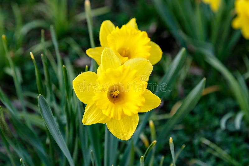 First Daffodils in the Flower Bed Stock Photo - Image of beauty, yellow ...