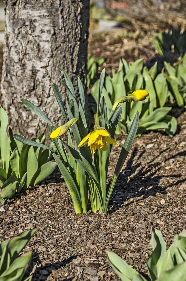 Spring daffodills. stock photo. Image of eden, blossom - 71516470