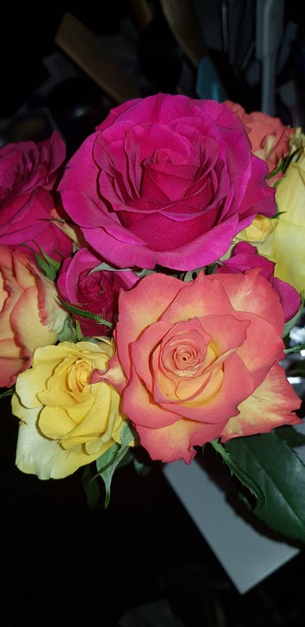 First date roses stock photo. Image of date, roses, bought - 133409546