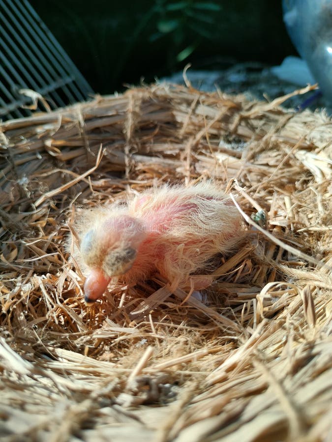 First Day Birth Baby Pigeon Stock Photo - Image of branch, finch: 340916440