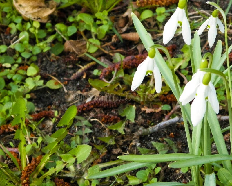 First Day of Spring Snowdrops on Meadow Stock Photo - Image of plant ...