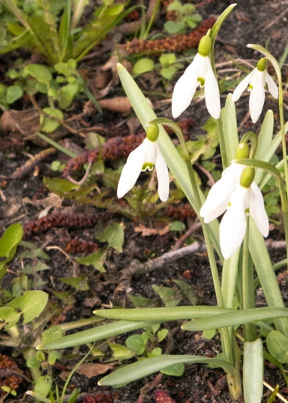 First Day of Spring Snowdrops on Meadow Stock Image - Image of spring ...