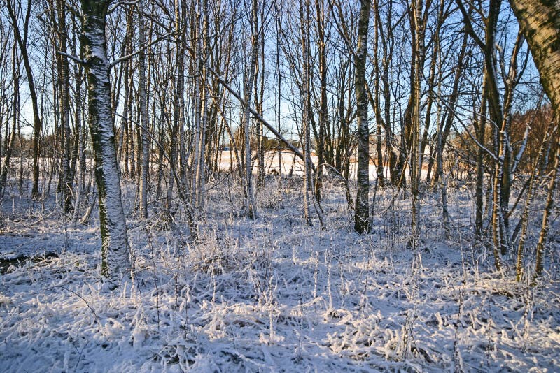 First Day Of Winter Picture. Image: 3527776