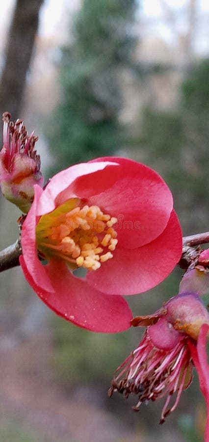 First Days of Spring stock photo. Image of days, nature - 213988016