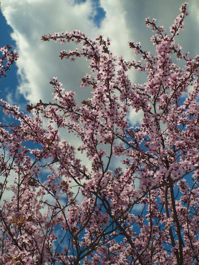 Blooming Trees, First Signs of Spring Stock Photo - Image of happines ...