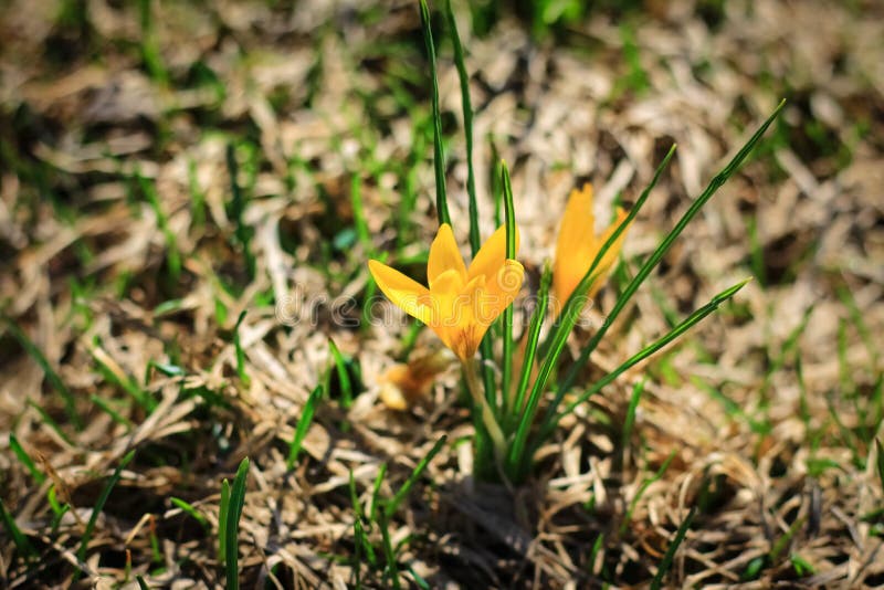 The First Days of Spring, the First Flowers Bloomed in a Meadow in the ...