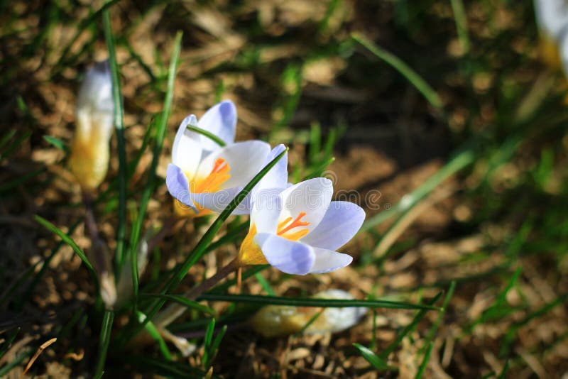 The First Days of Spring, the First Flowers Bloomed in a Meadow in the ...